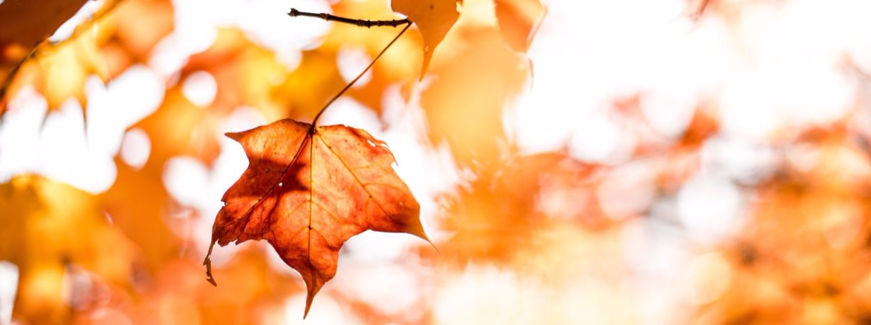 Automne : top 5 des astuces pour éviter de s'enrhumer